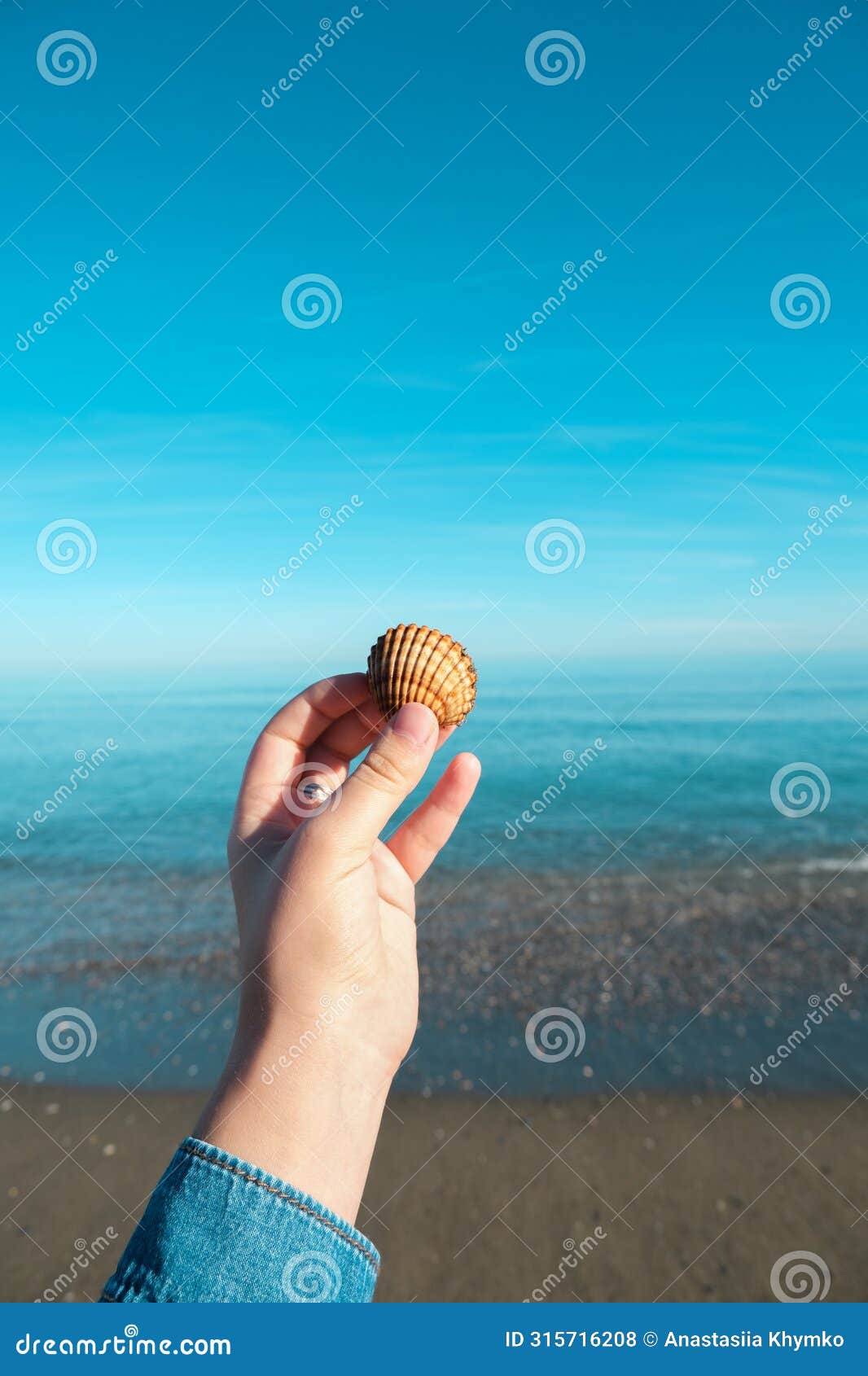 Hand holding shell stock photo. Image of beach, nature - 315716208