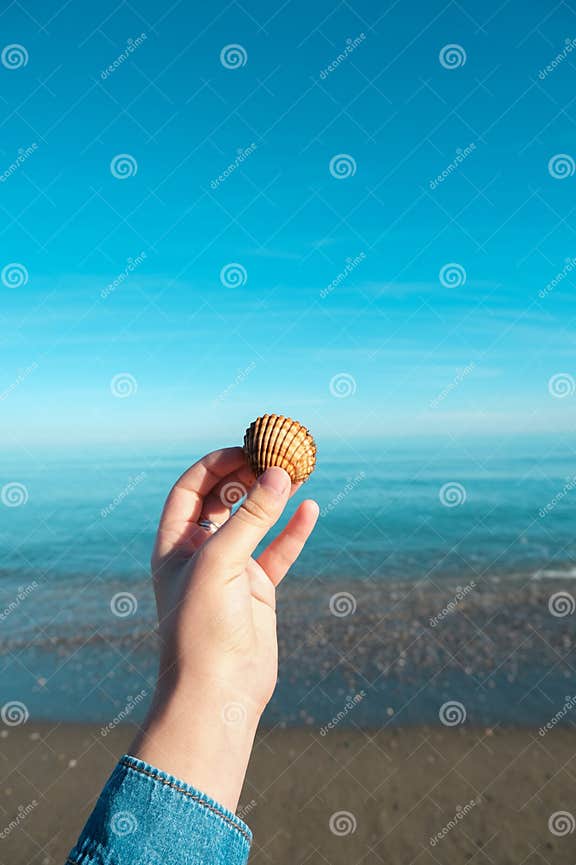 Hand holding shell stock photo. Image of beach, nature - 315716208