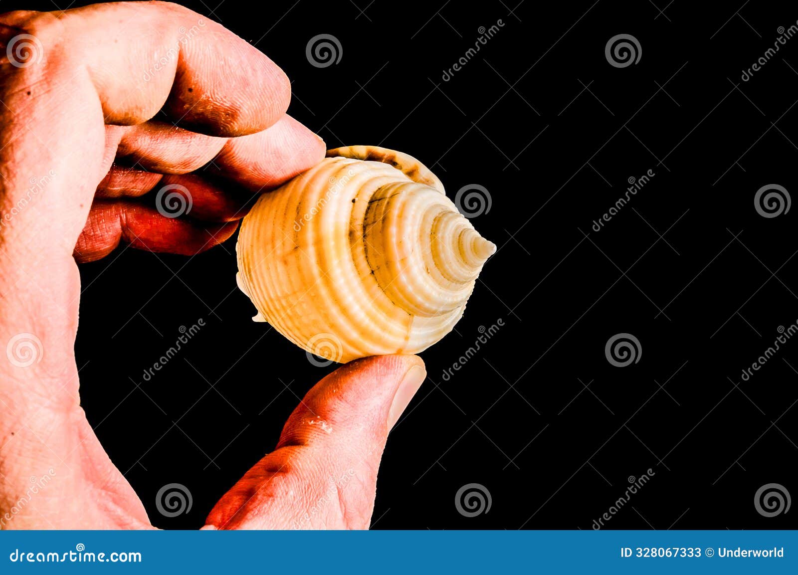 A Hand Holding a Shell with a Spiral Pattern Stock Image - Image of ...