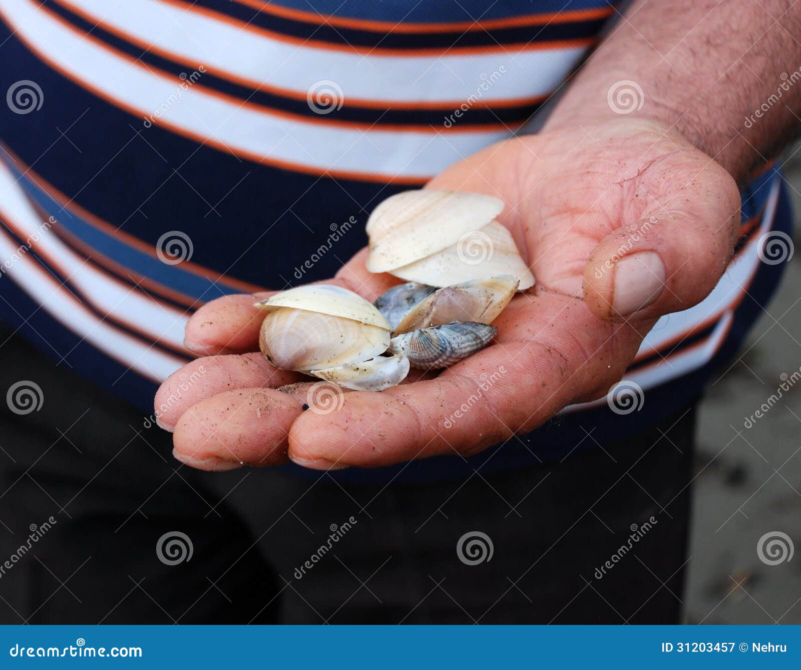 Hand holding shells stock image. Image of animal, coastline - 31203457