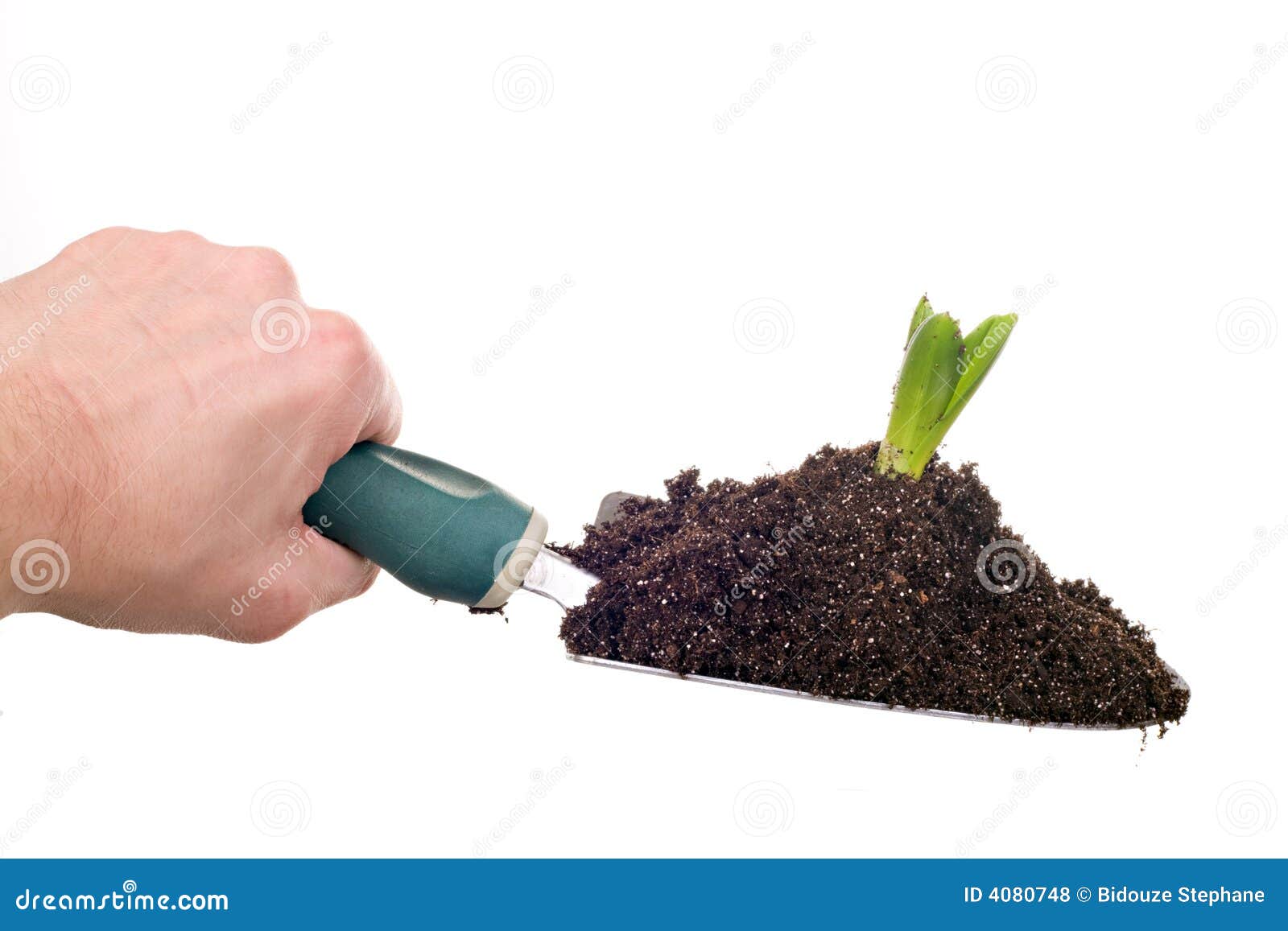 Hand Holding Shove with Plant Stock Photo - Image of cultivate, seeding ...