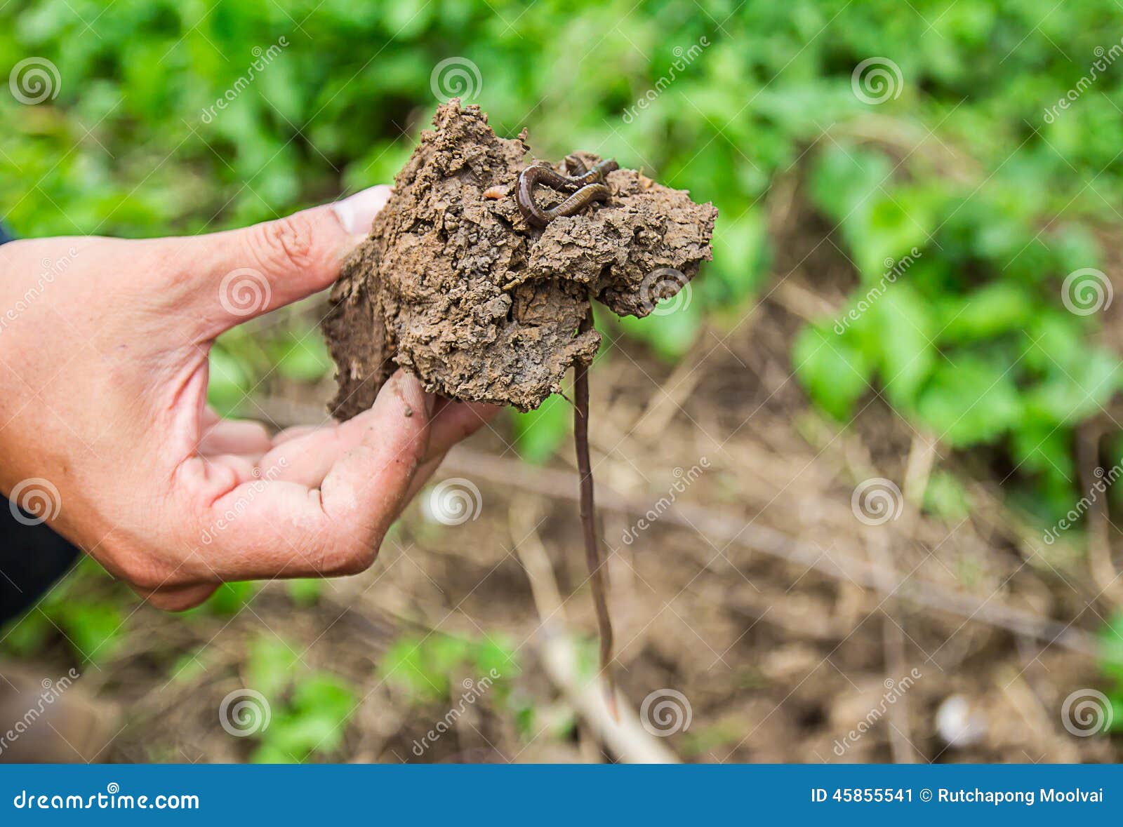 Hand Holding Showing Earthworm Stock Image - Image of worm, biology ...