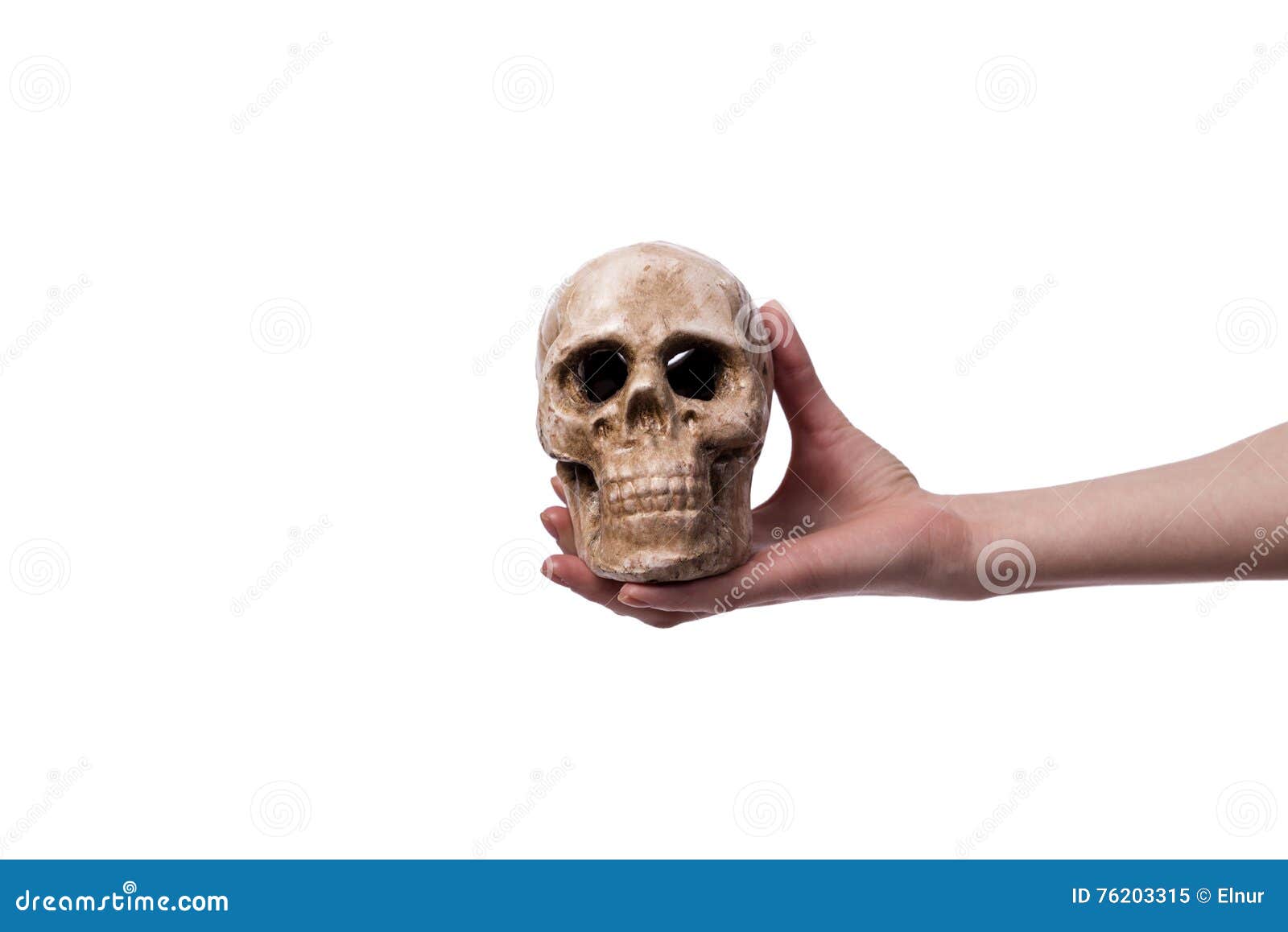 The Hand Holding Skull Isolated on White Stock Image - Image of skull ...