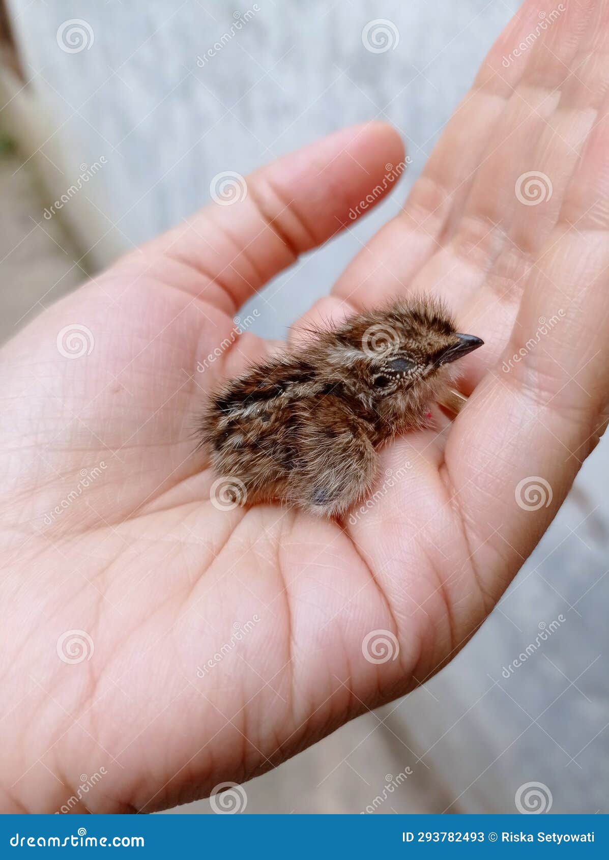 Hand Holding Small Bird on the Outside of the House Stock Image - Image ...