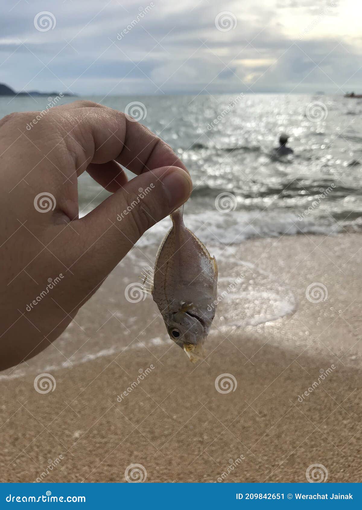 Hand holding small fish stock image. Image of copy, hand - 209842651
