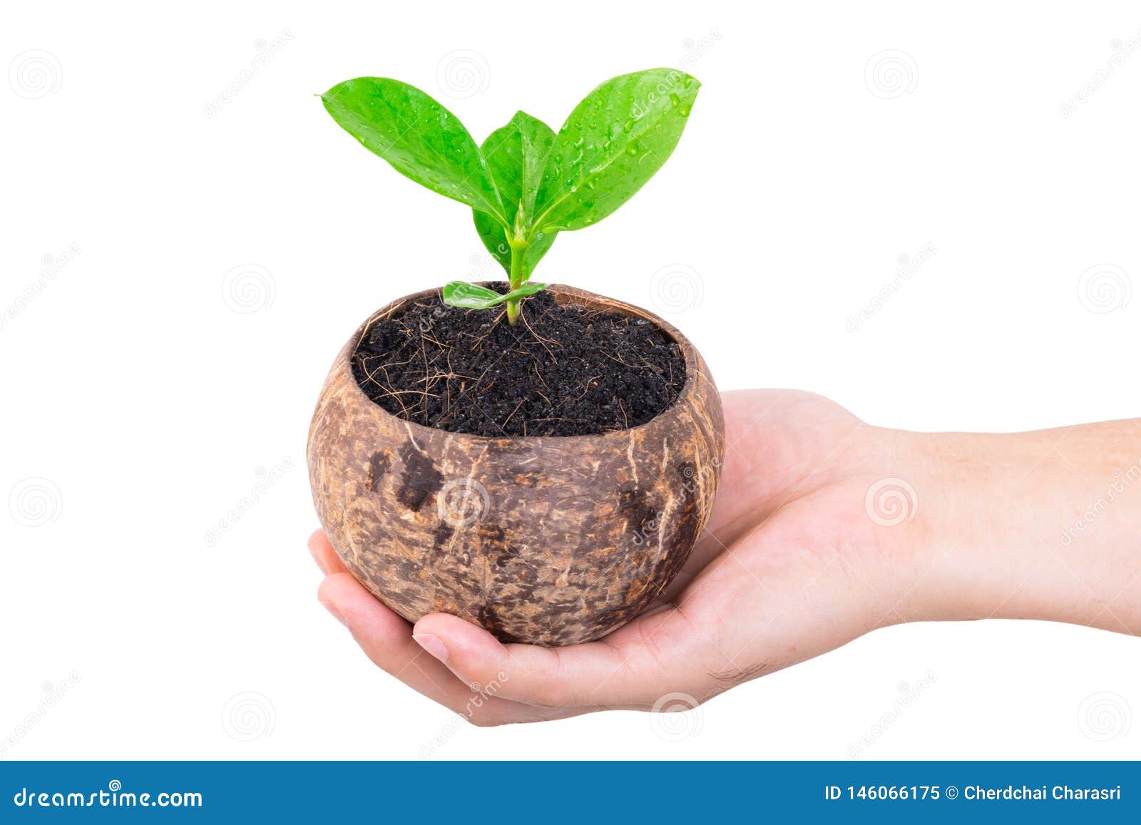Hand Holding Small Green Tree in Coconut Shell on White Stock Image ...