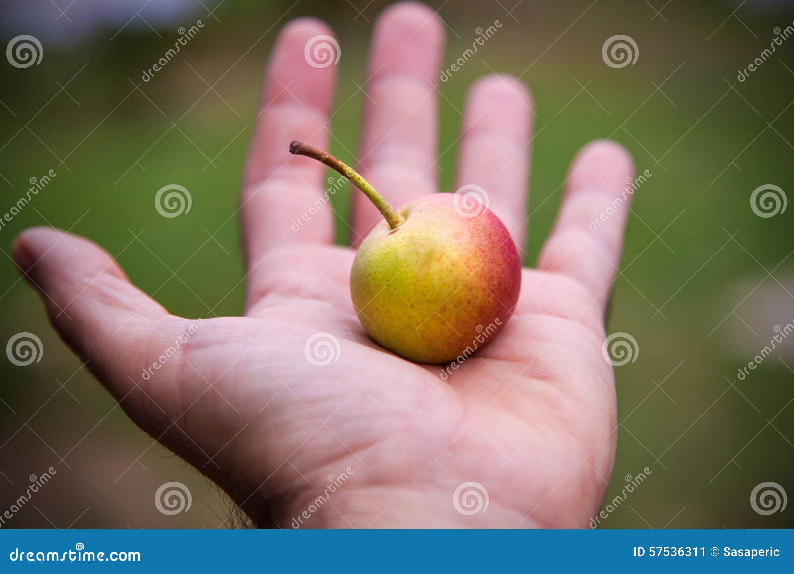 Hand Holding Small Pear Organic Garden Stock Photos - Free & Royalty ...