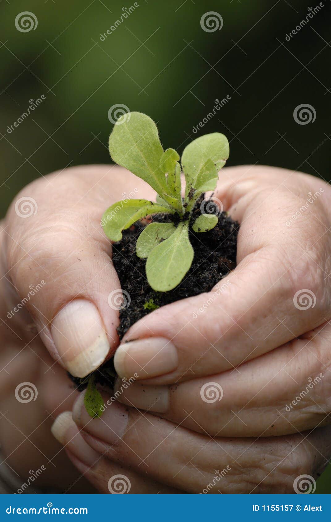 A Hand Holding a Small Plant Stock Image - Image of growth, holding ...