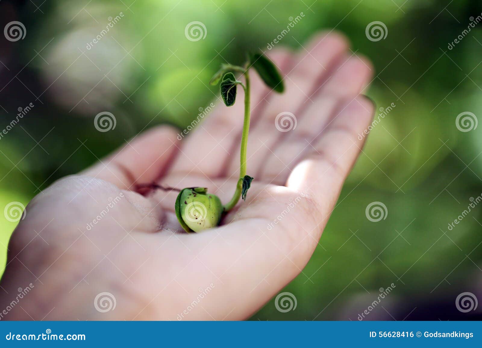 Hand holding small plant stock photo. Image of closeup - 56628416