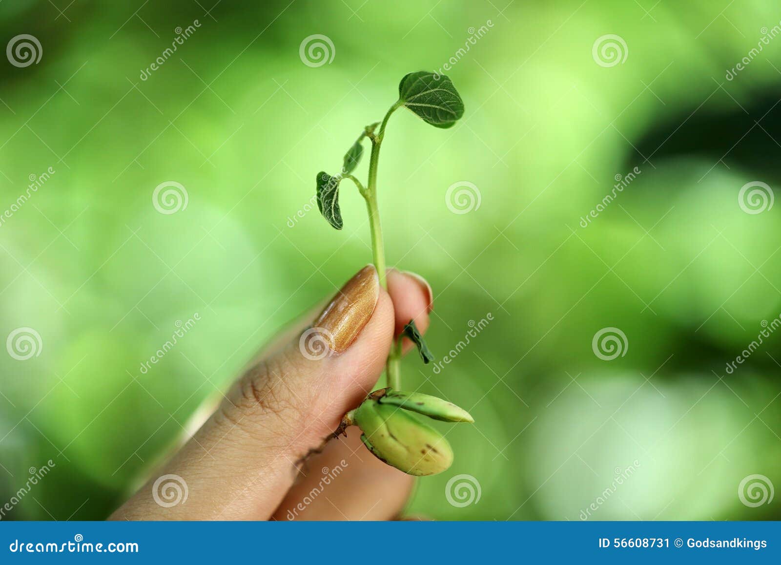 Hand holding small plant stock image. Image of seedling - 56608731
