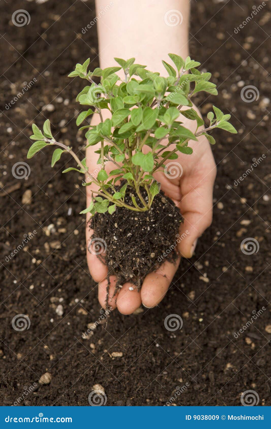Hand holding small tree stock image. Image of nurture - 9038009