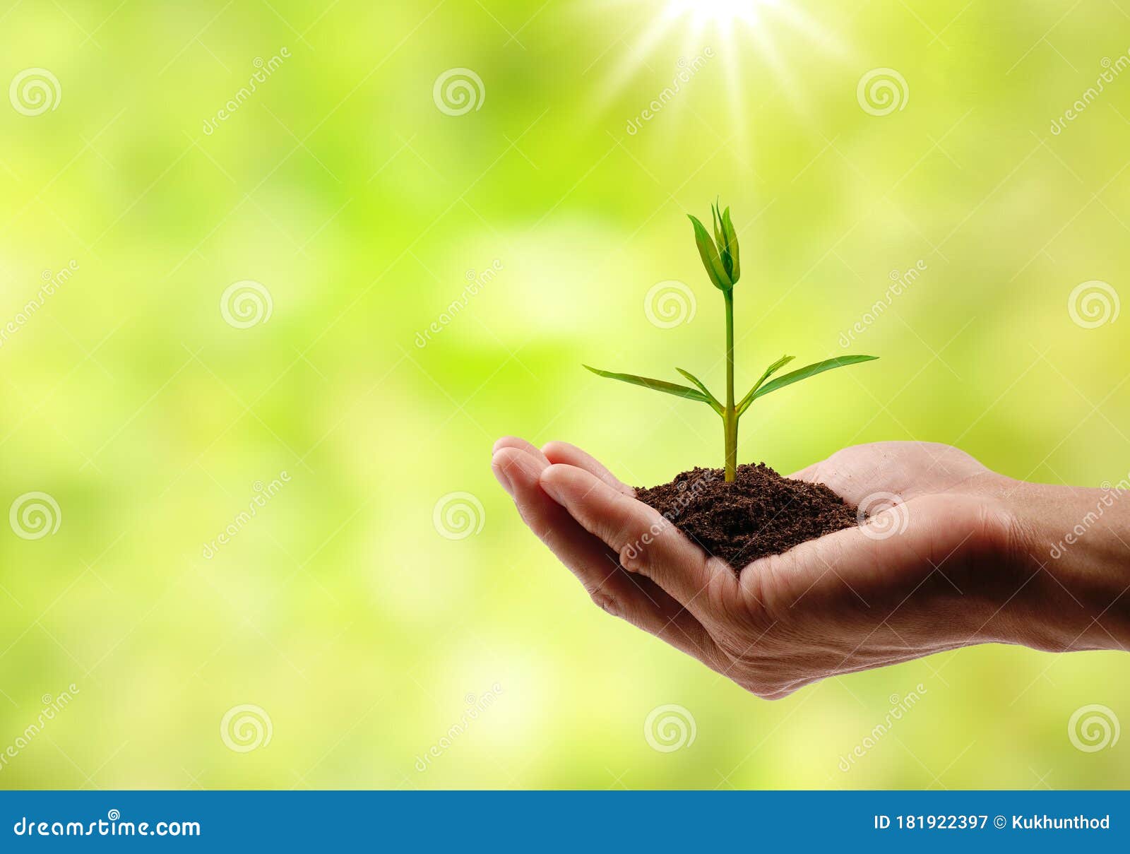 Hand Holding a Small Tree on Natural Bokeh Background. Stock Image ...