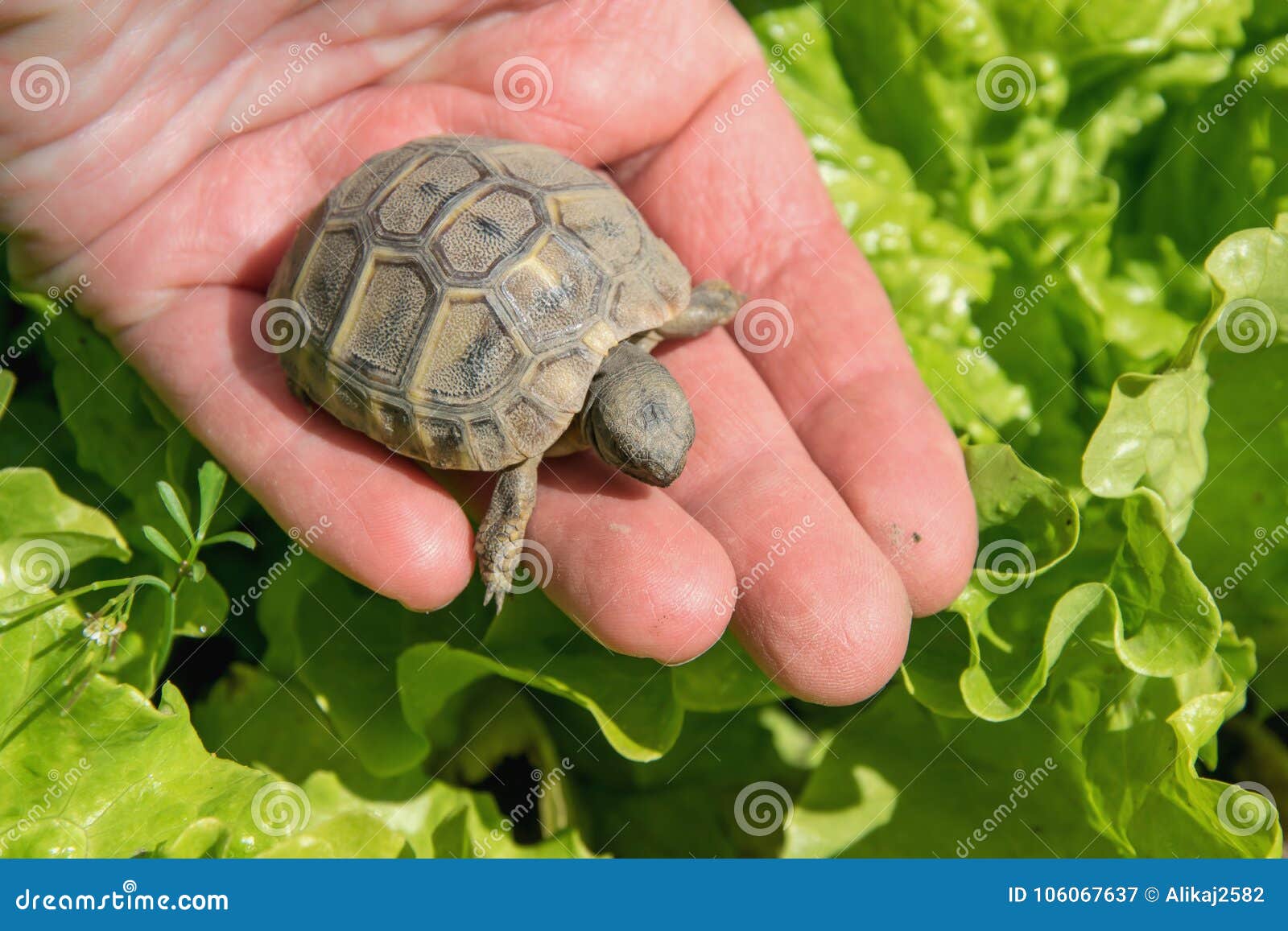Hand Holding a Small Turtle Stock Image - Image of green, cute: 106067637