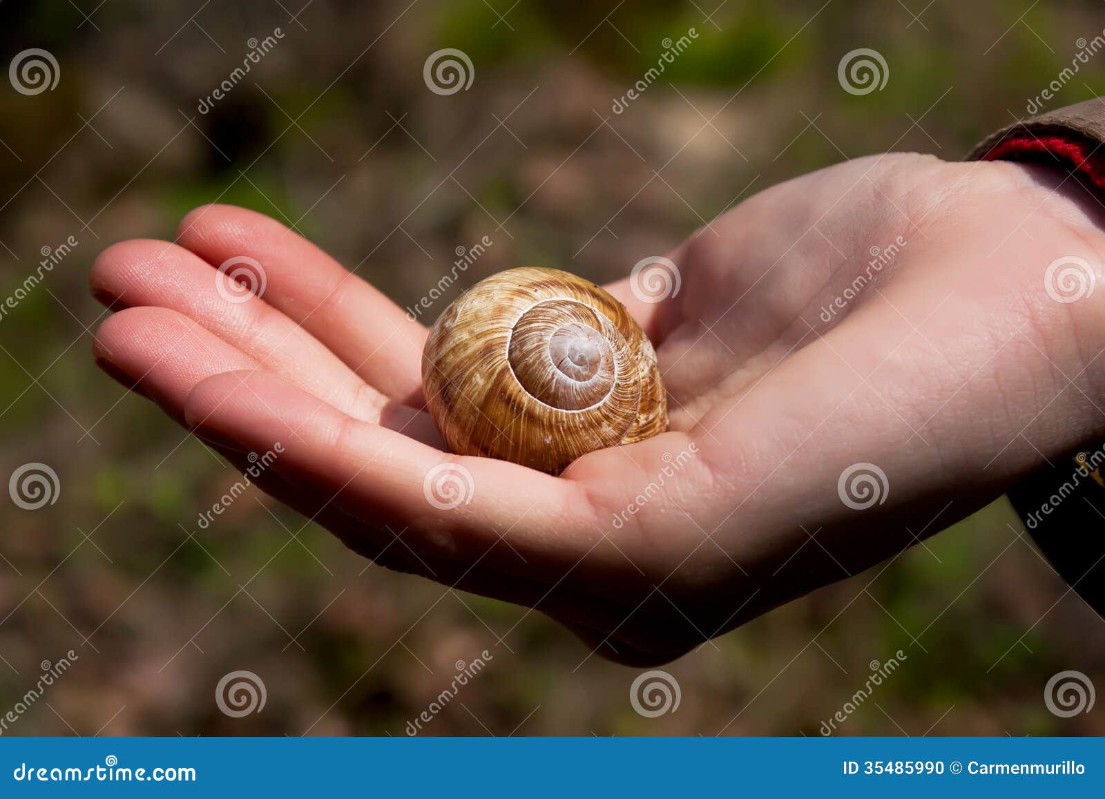 Hand holding a snail shell stock photo. Image of house - 35485990