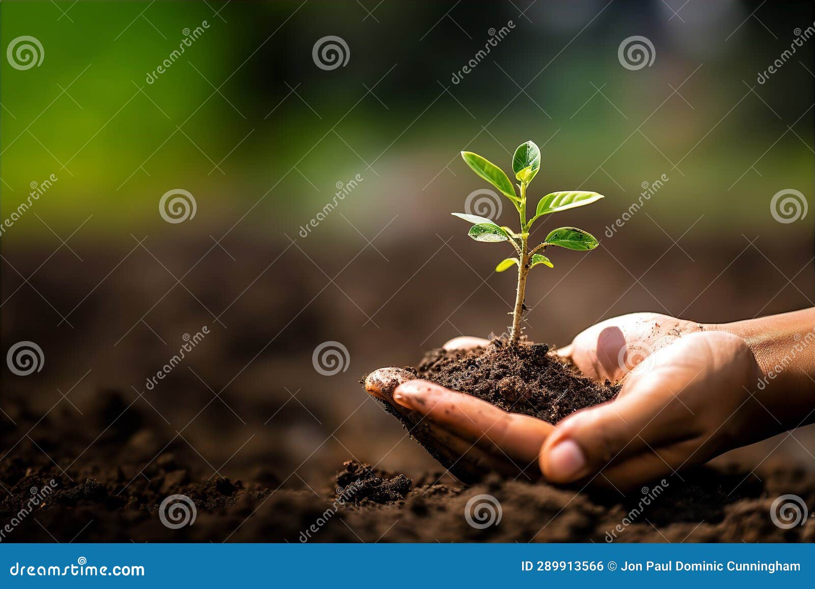 Sapling Growth Infographic Cartoon Vector | CartoonDealer.com #99724639