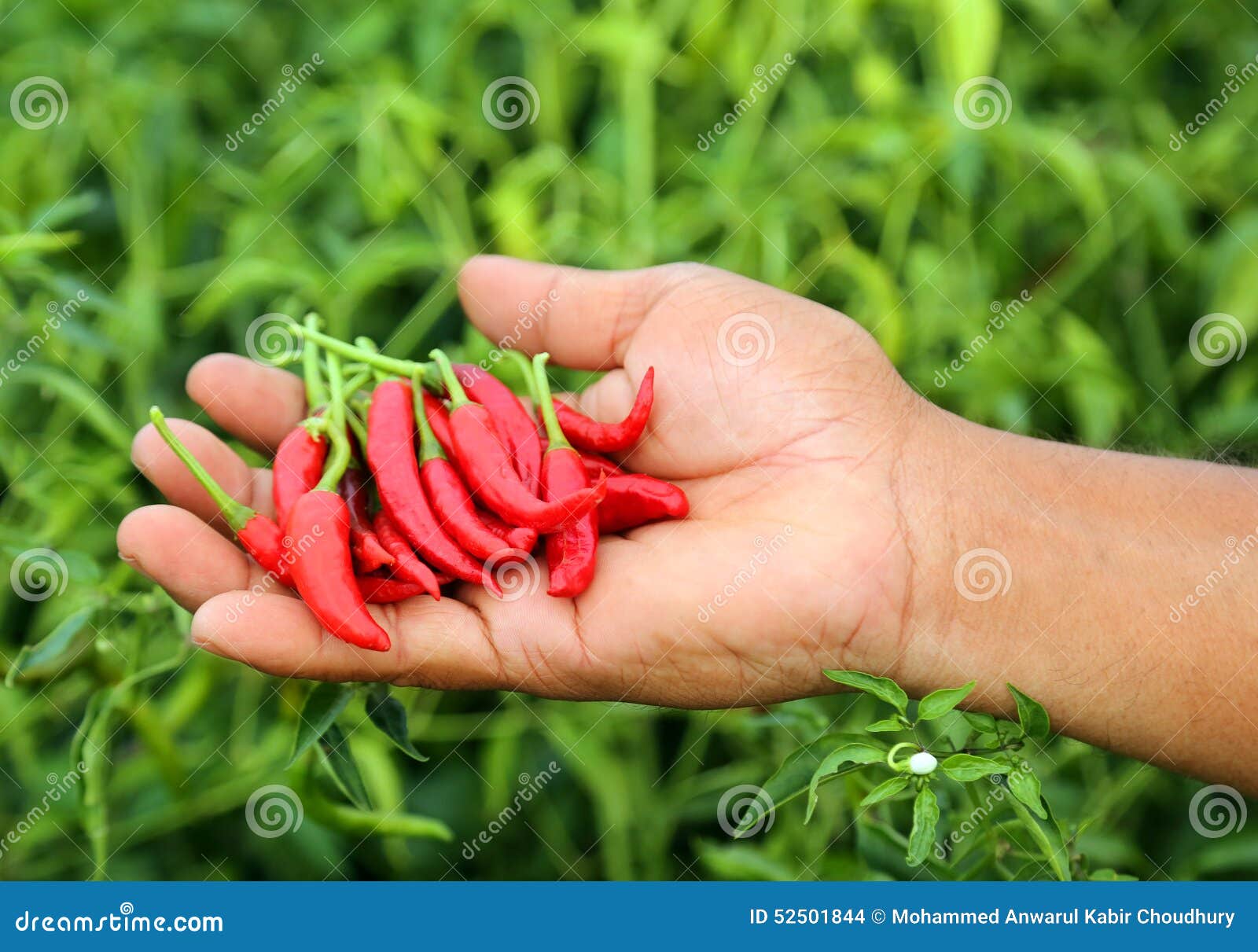 Hand Holding Some Red Chili Peppers Stock Photo - Image of eating ...
