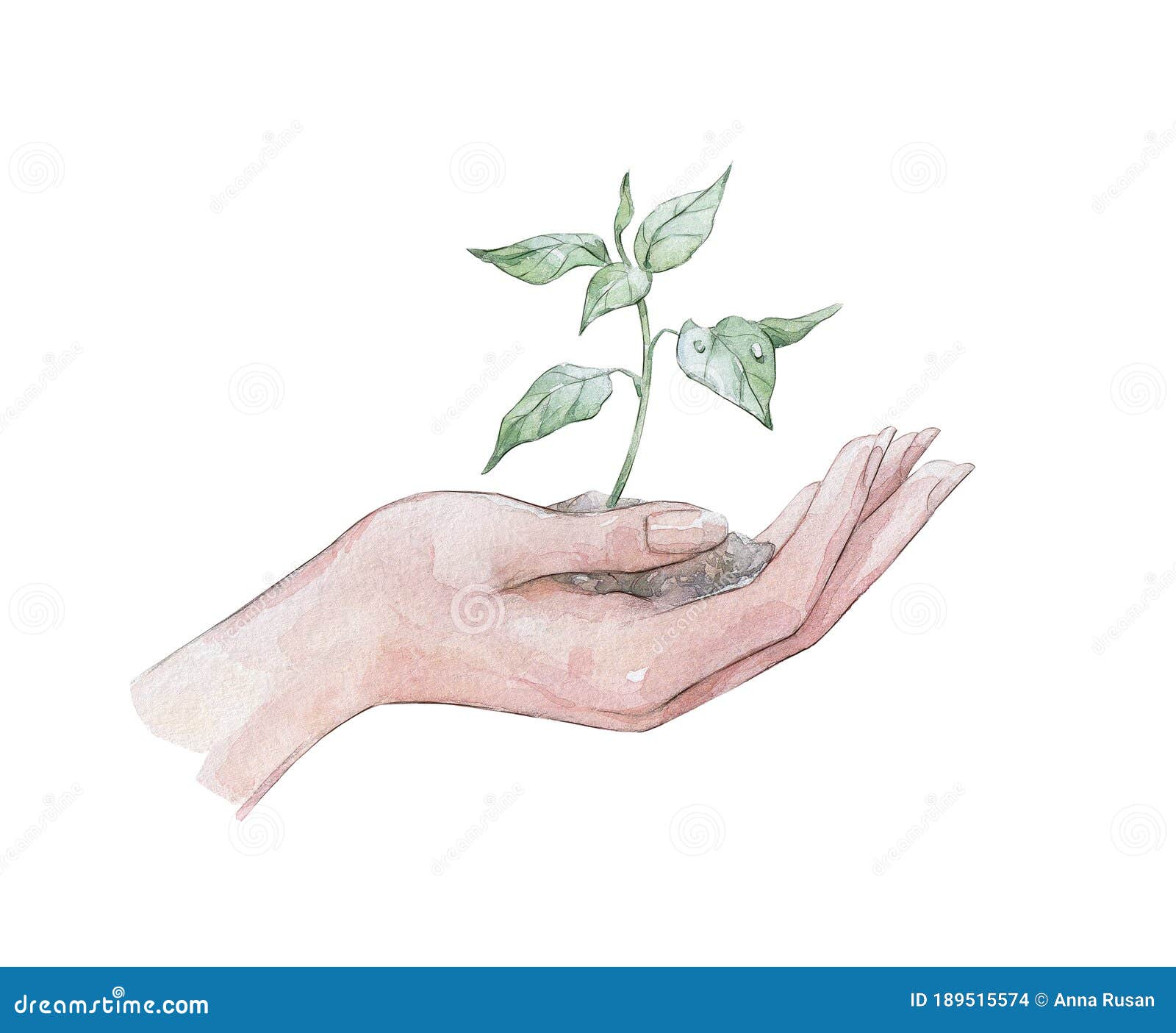 Hand Holding Sprout Isolated on White Stock Illustration - Illustration ...