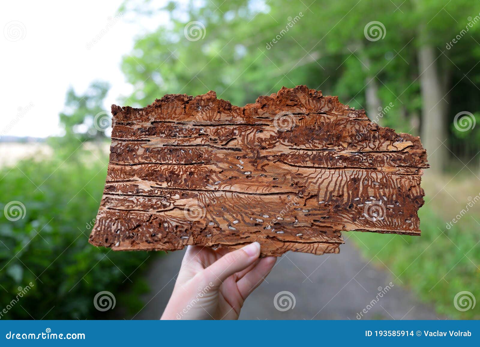 Spruce Bark With Pattern From Bark Beetles. Royalty-Free Stock Photo ...