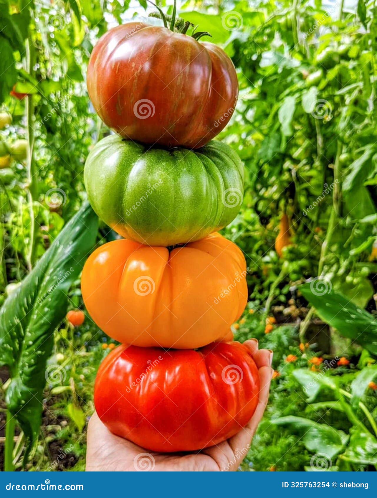 A Hand Holding Stack of Colorful Tomatoes Stock Photo - Image of healthy, ingredient: 325763254