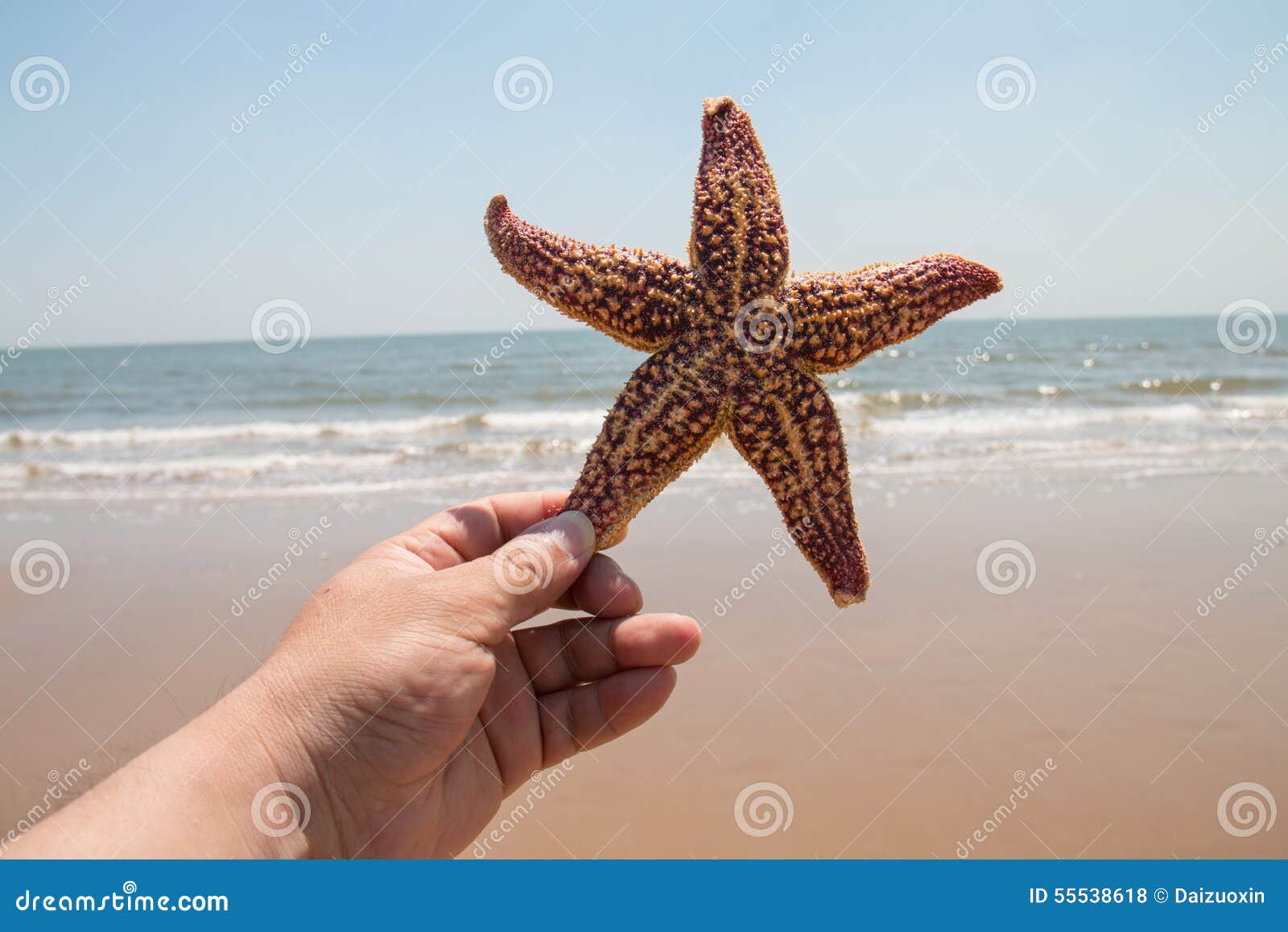 Hand holding starfish stock photo. Image of summer, colorful - 55538618
