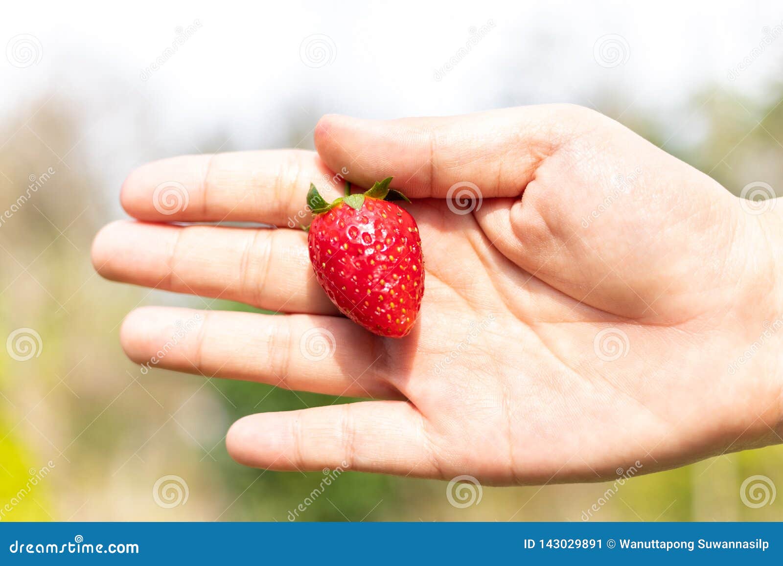 Hand holding a strawberry stock image. Image of fresh - 143029891