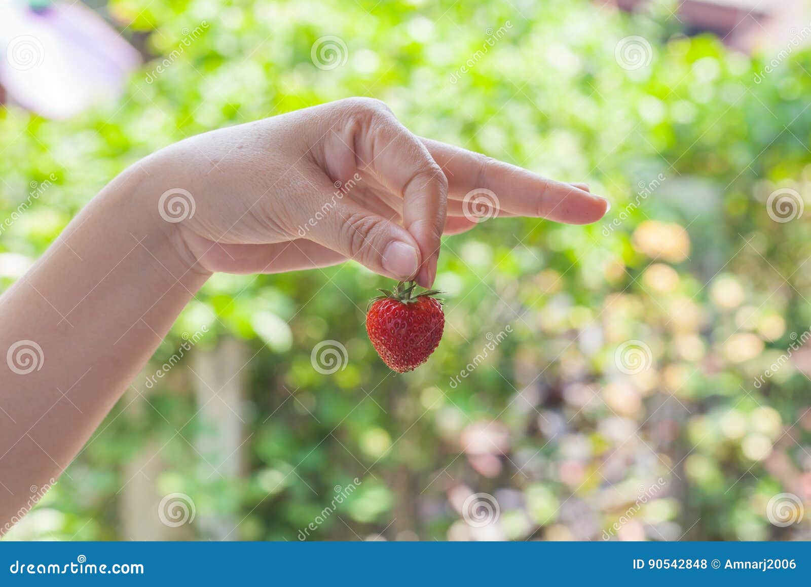 Hand holding a strawberry stock photo. Image of agriculture - 90542848