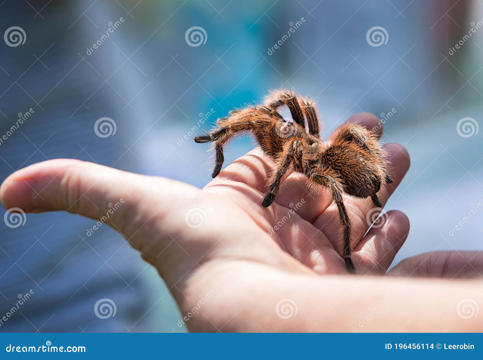 Hand holding a tarantula stock photo. Image of arachnid - 196456114