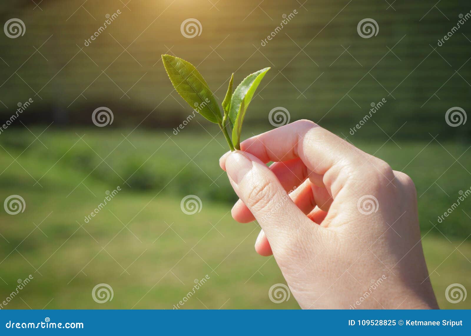Hand Holding Tea Leaf in Tea Field Stock Image - Image of outdoors ...