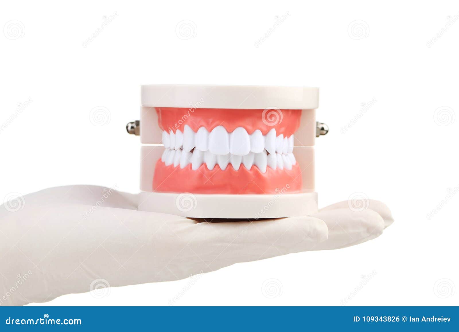 Hand holding teeth model stock photo. Image of dental - 109343826
