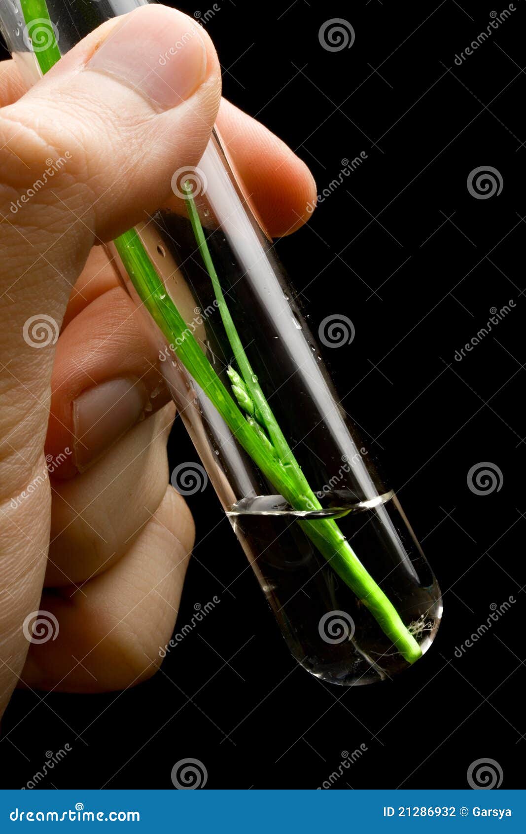 Hand holding a test tube stock photo. Image of biologist - 21286932
