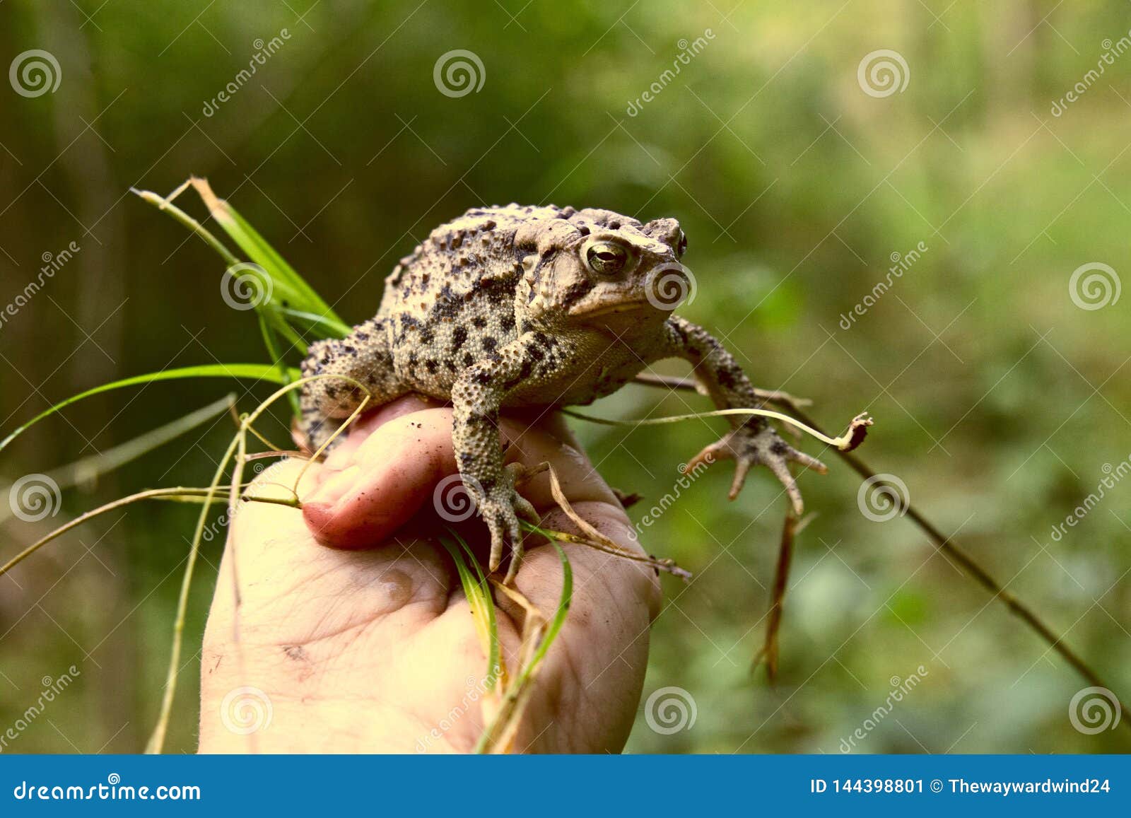 Bumpy Toad Close-up Stock Photography | CartoonDealer.com #20515460