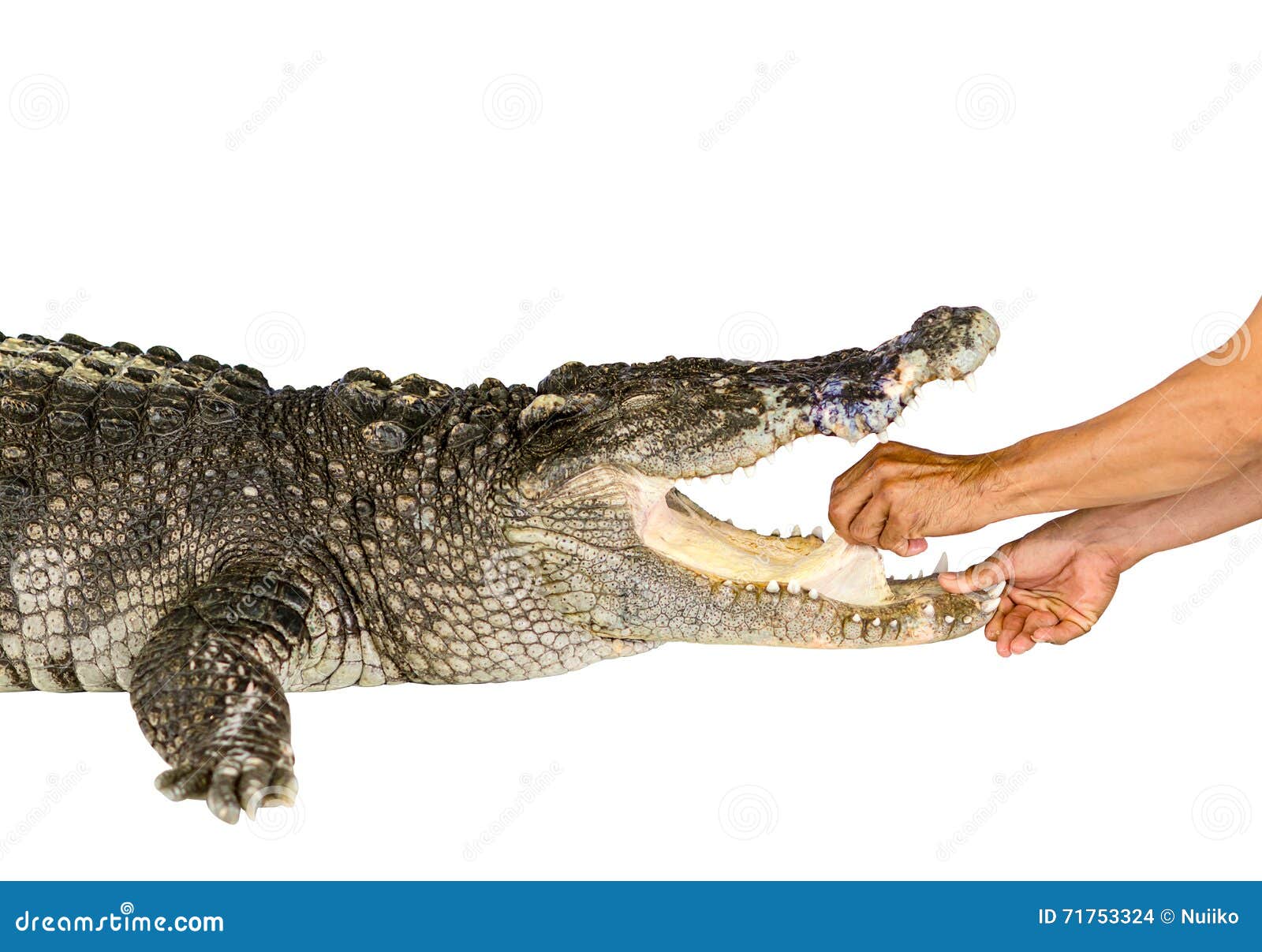 Hand Holding Tongue of Crocodile on White Stock Photo - Image of nature ...