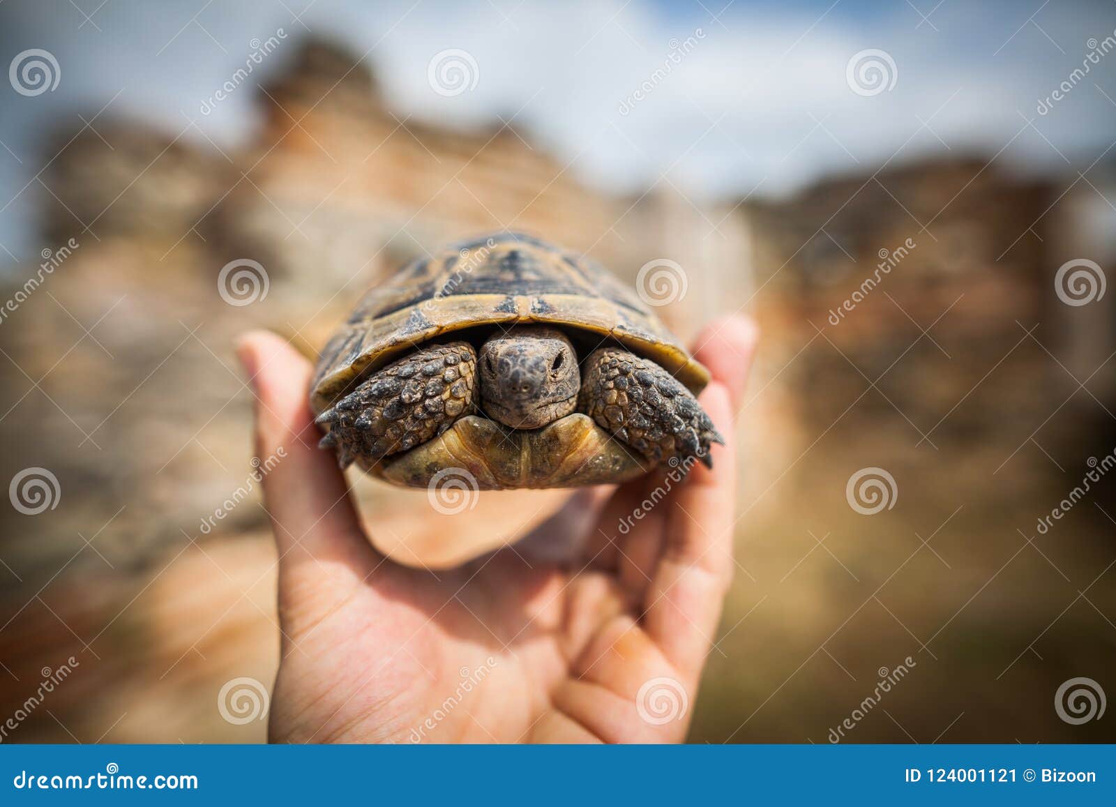 Hand holding a tortoise stock image. Image of shell - 124001121
