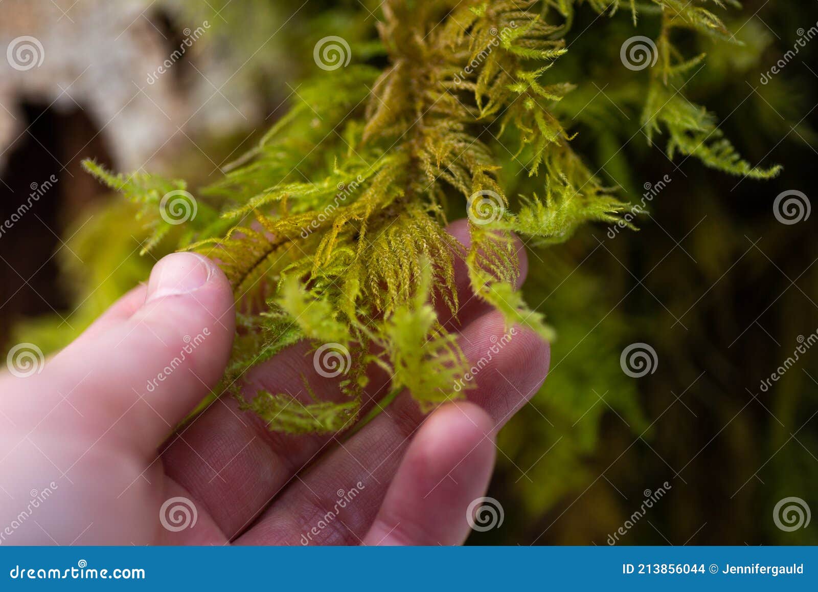 Hand touching moss on tree stock photo. Image of nature - 213856044