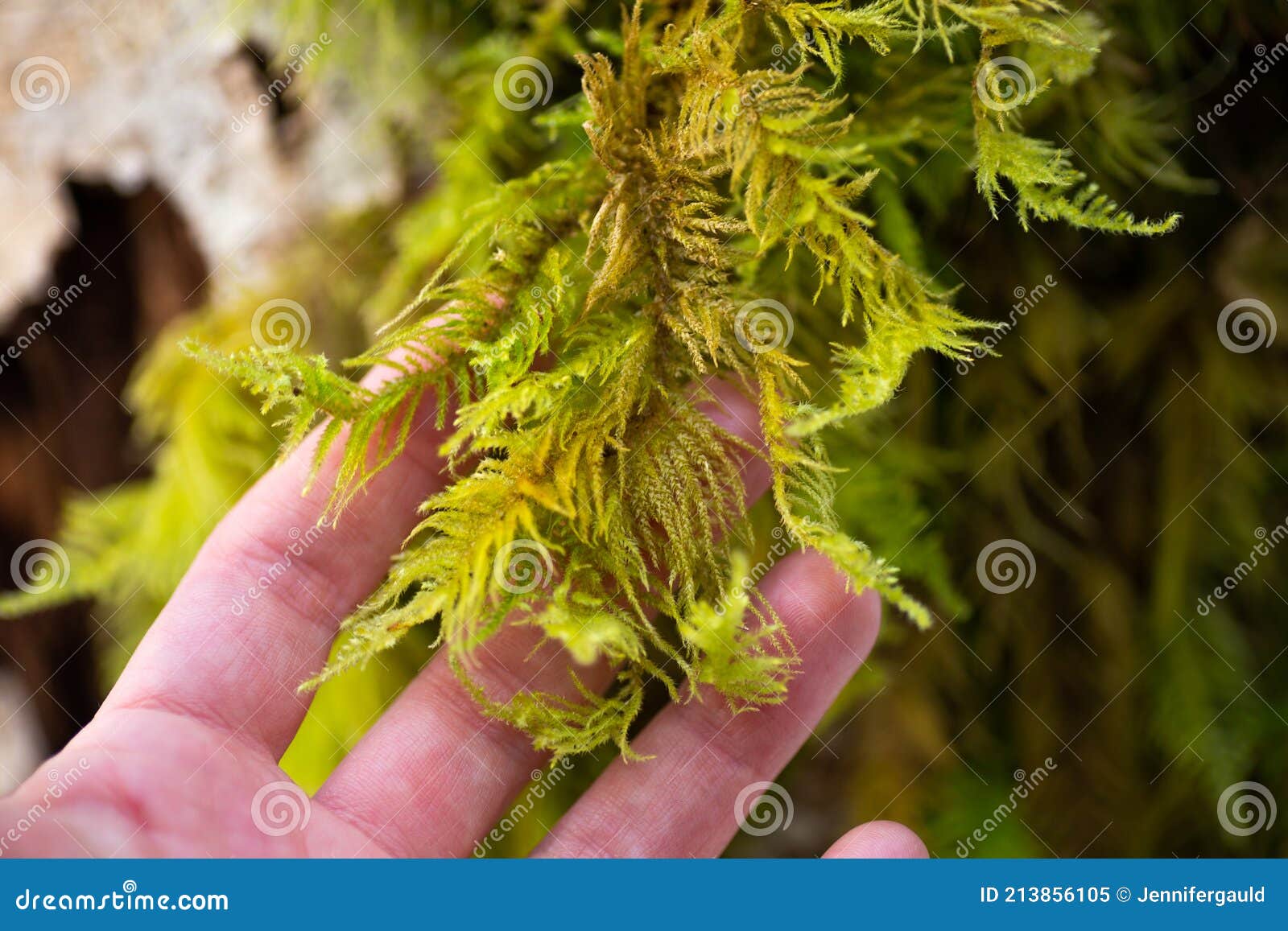 Hand touching moss on tree stock image. Image of moss - 213856105
