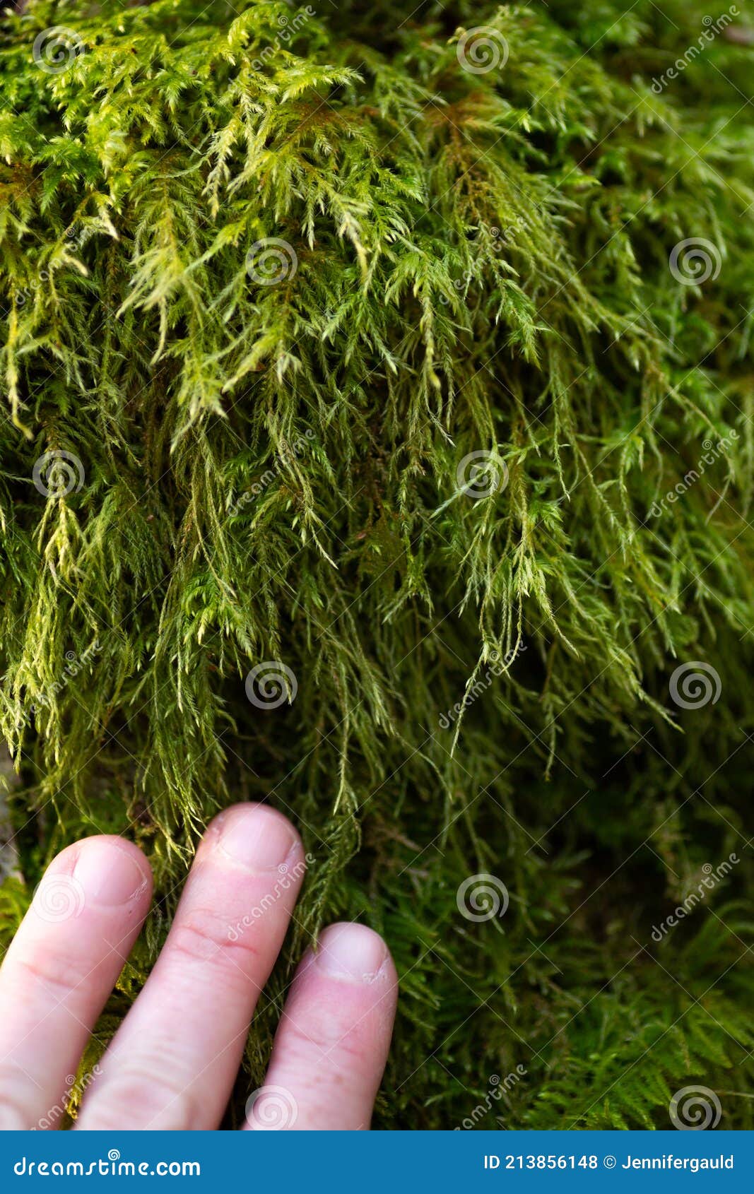Hand touching moss on tree stock photo. Image of natural - 213856148