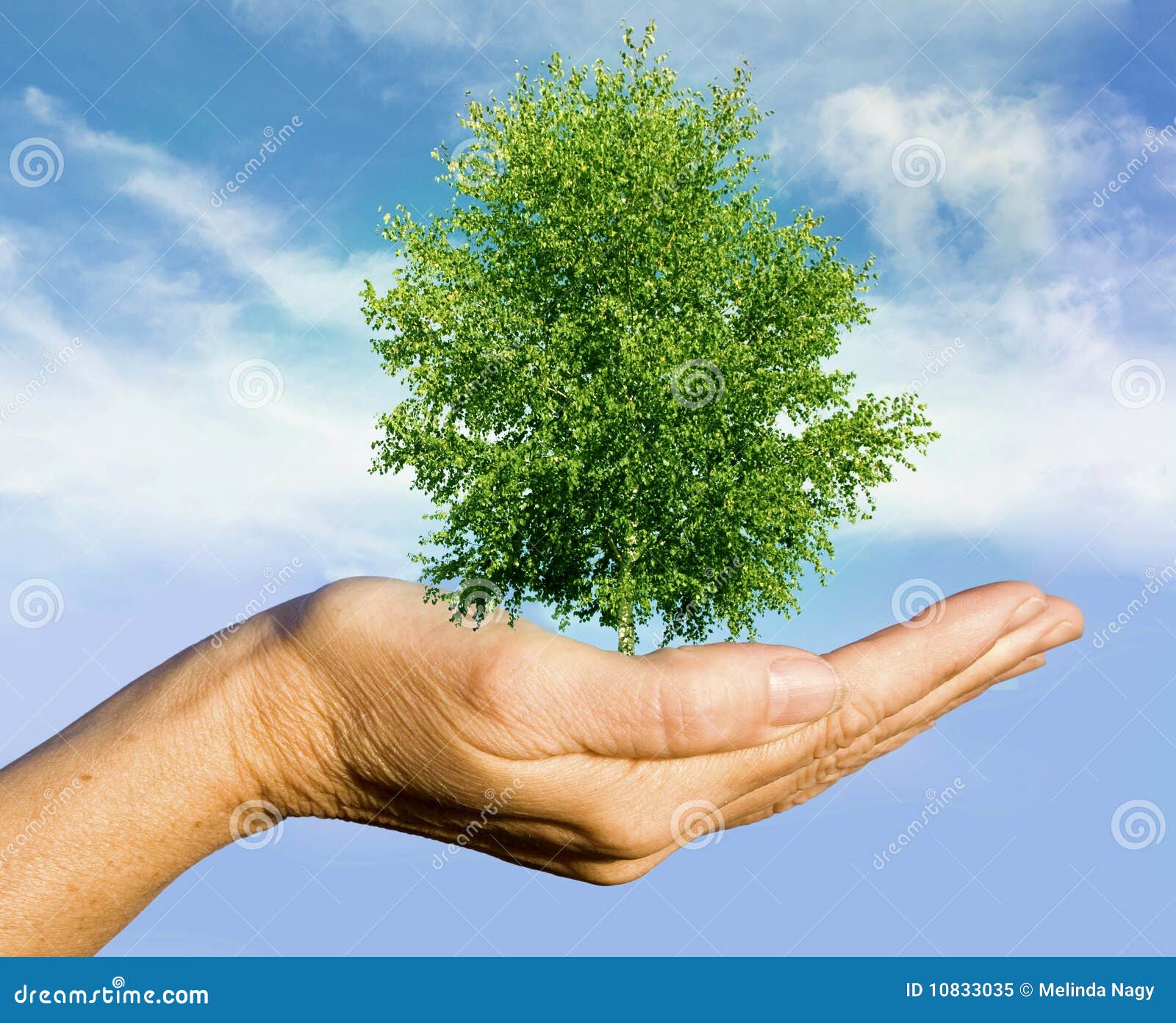 Hand holding tree stock image. Image of goal, blue, nature - 10833035