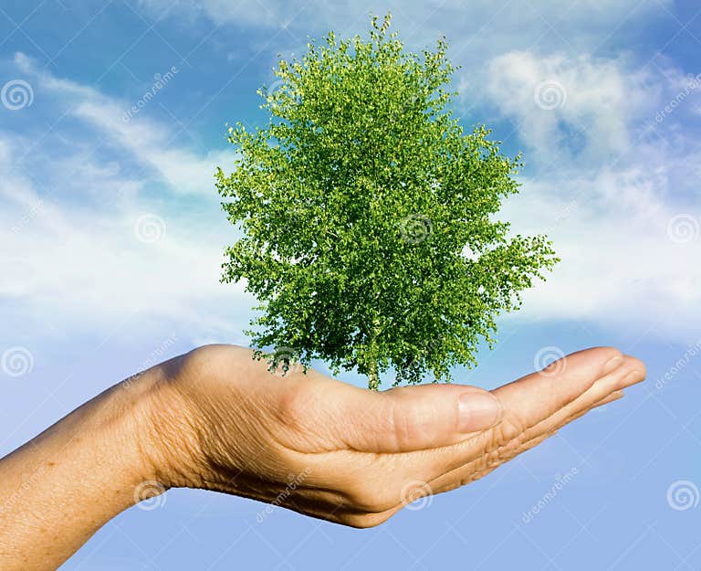Hand holding tree stock image. Image of goal, blue, nature - 10833035