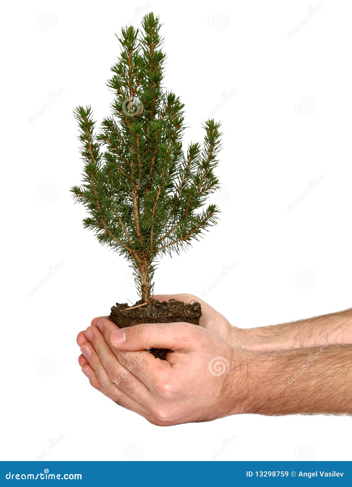 Hand holding tree. stock image. Image of love, growing - 13298759