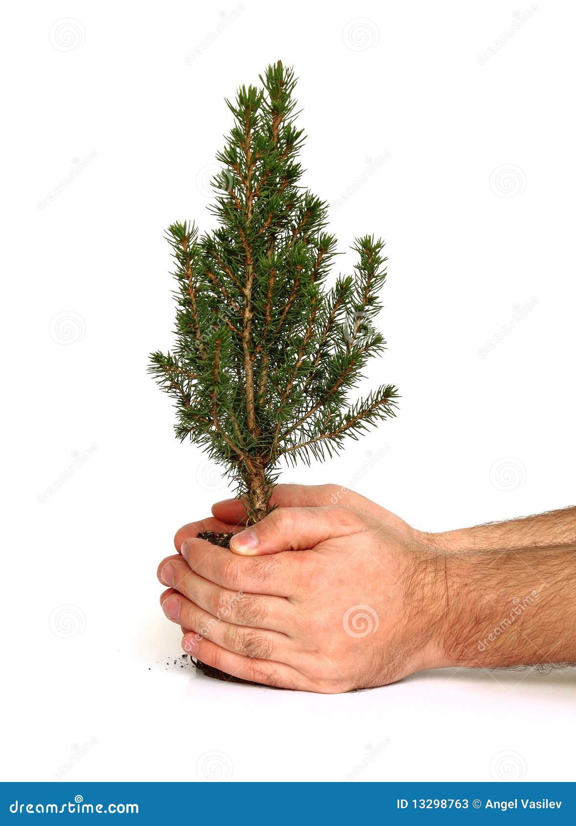 Hand holding tree. stock image. Image of hope, green - 13298763