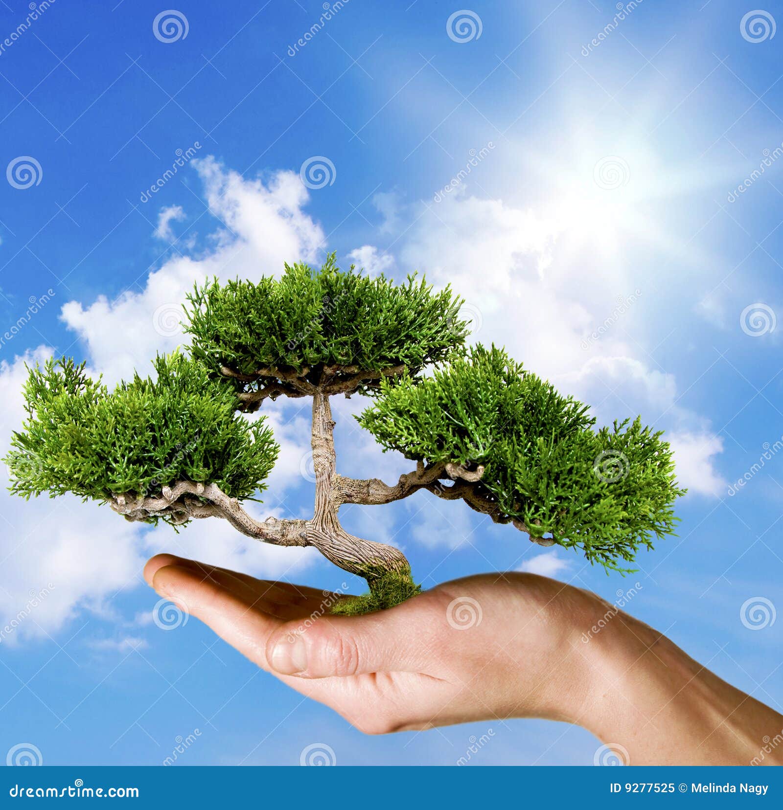 Hand holding tree stock image. Image of grass, environmental - 9277525
