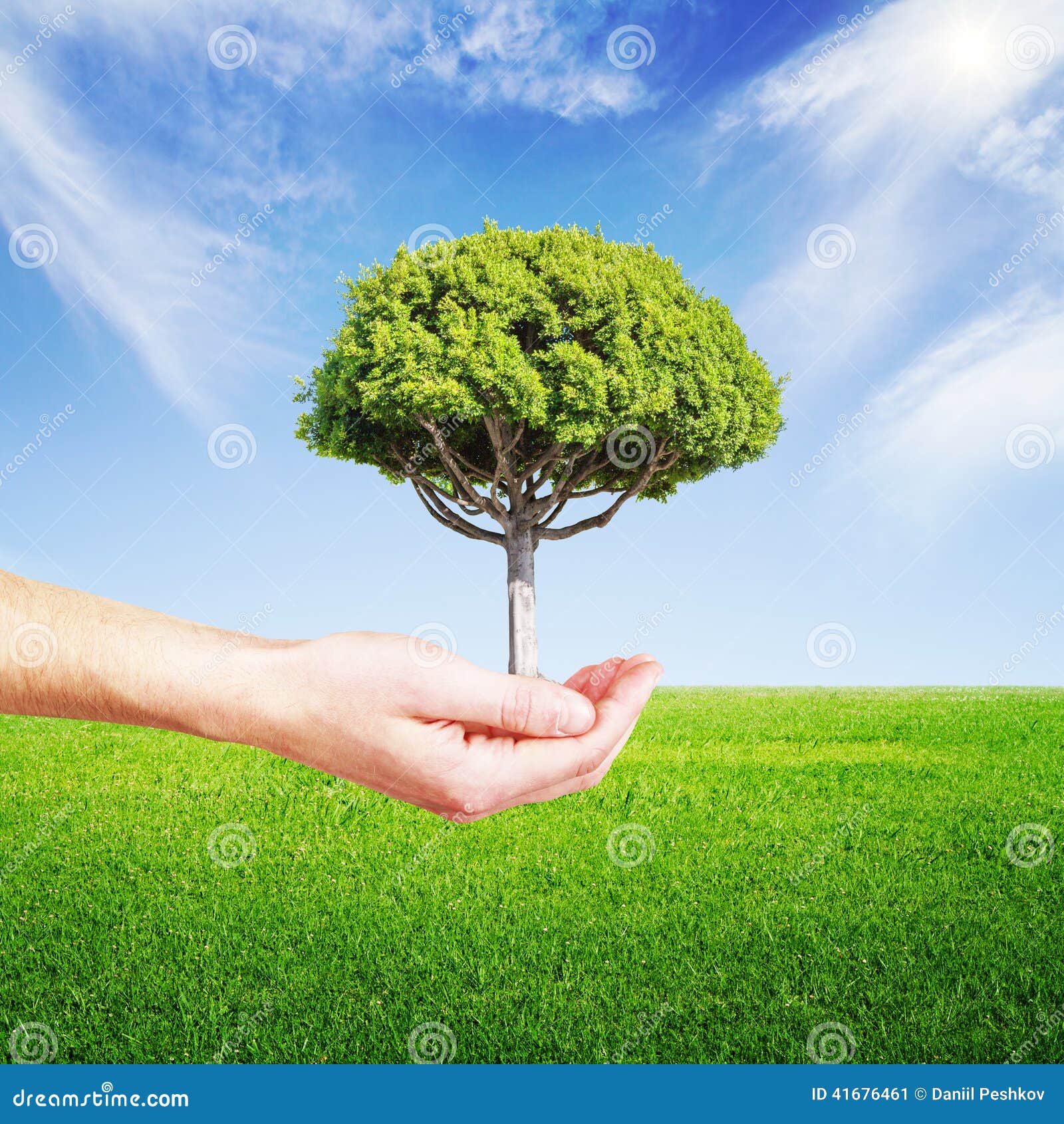 Hand holding tree stock image. Image of peace, beautiful - 41676461