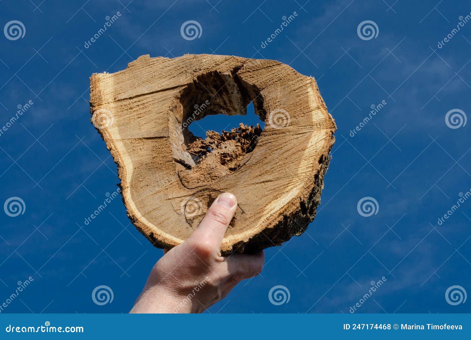 Hand Holding a Tree Frame with a Hole Against the Blue Sky Stock Photo ...