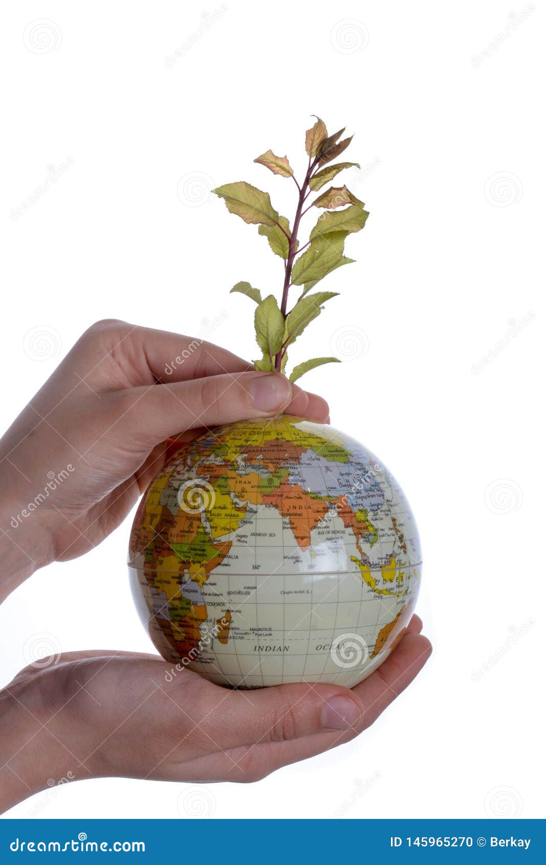 Hand holding tree on globe stock photo. Image of hand - 145965270