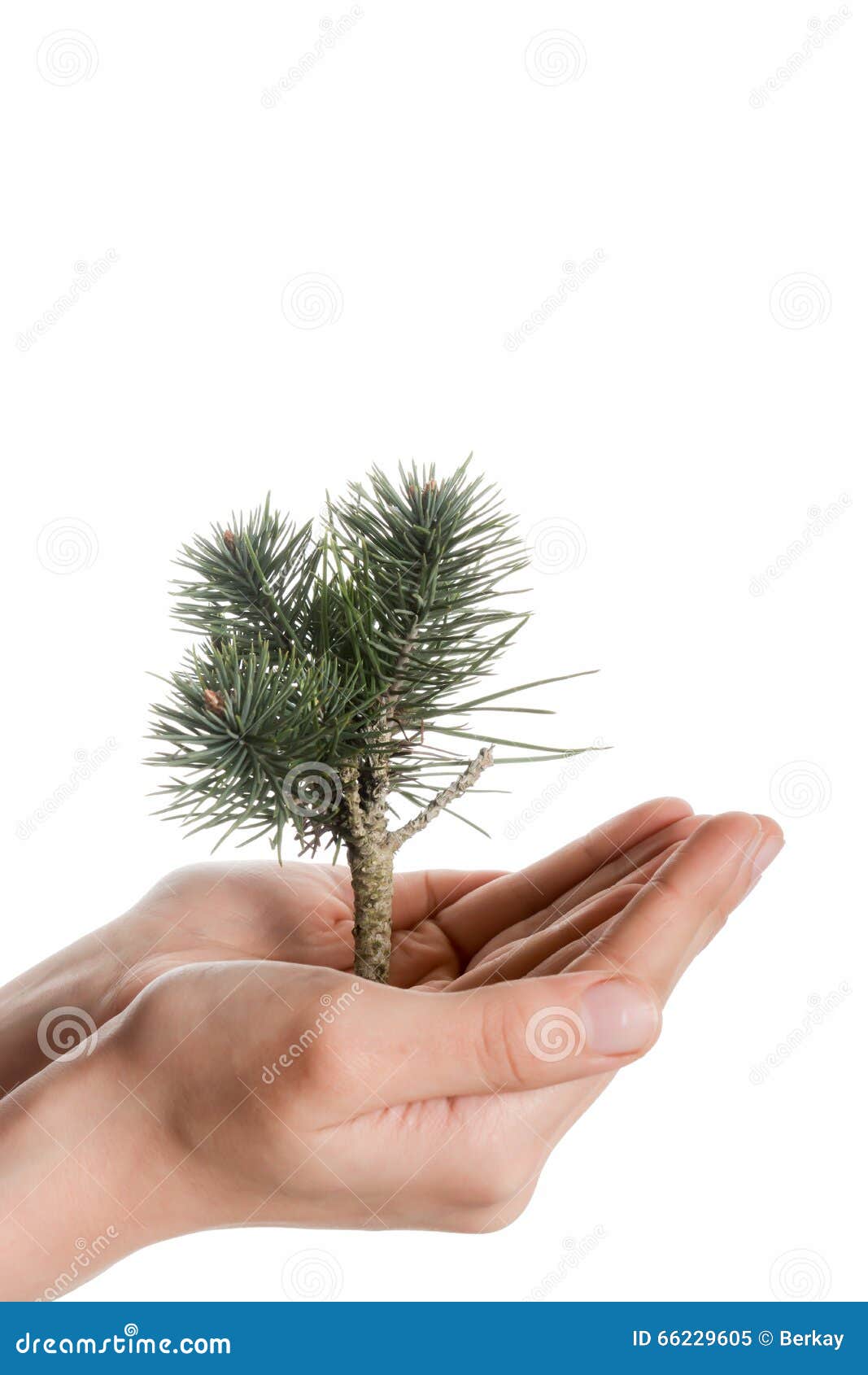 Hand holding tree on globe stock image. Image of environment - 66229605