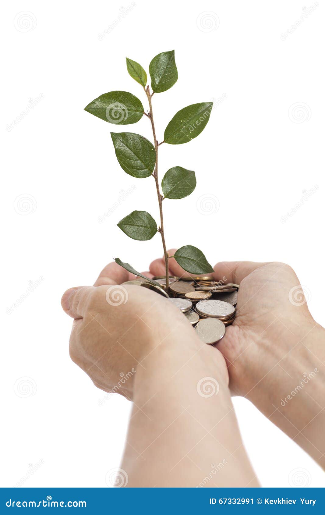 Hand Holding Tree Growing on Coins .saving Money Stock Image - Image of ...