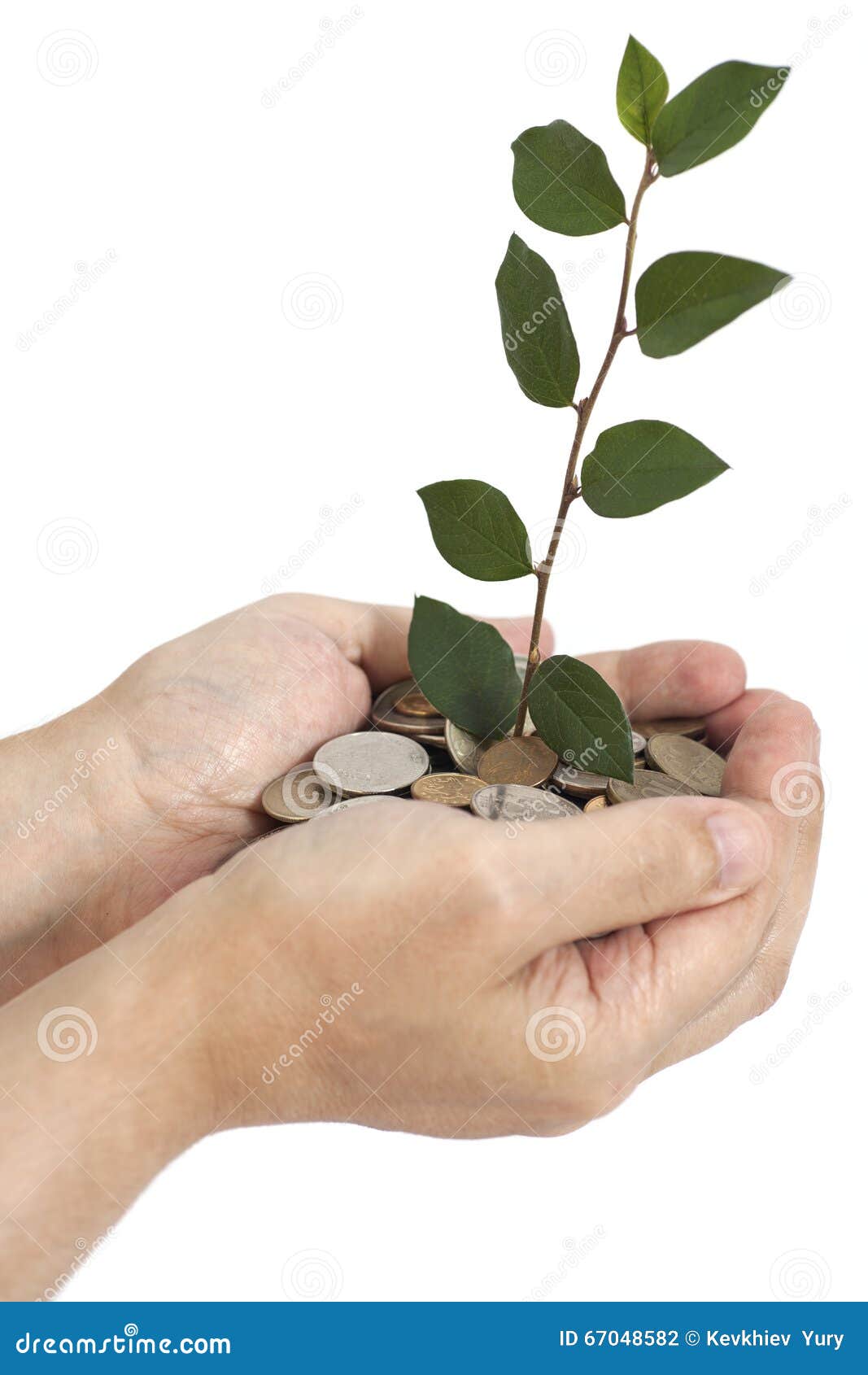 Hand Holding Tree Growing on Coins .saving Money on White Stock Photo ...