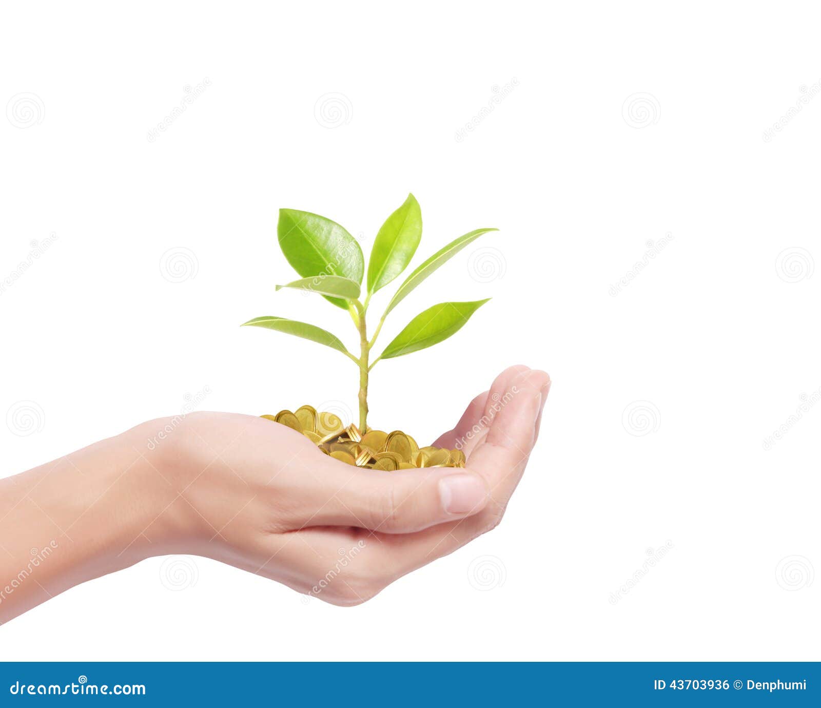 Hand Holding Tree Growing on Golden Coins Stock Photo - Image of ...