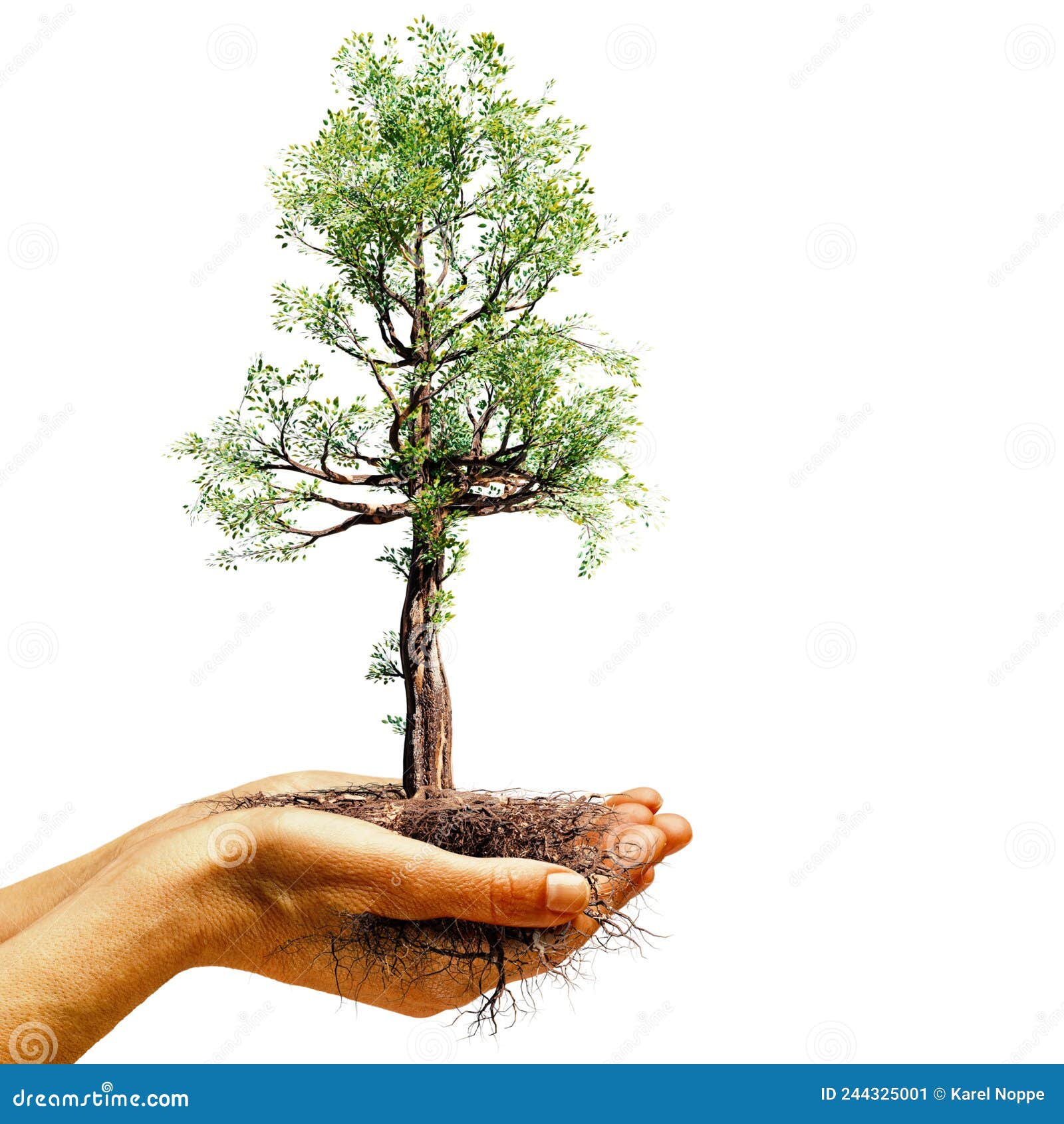 Hand Holding Tree with Roots on White Stock Image - Image of concept ...