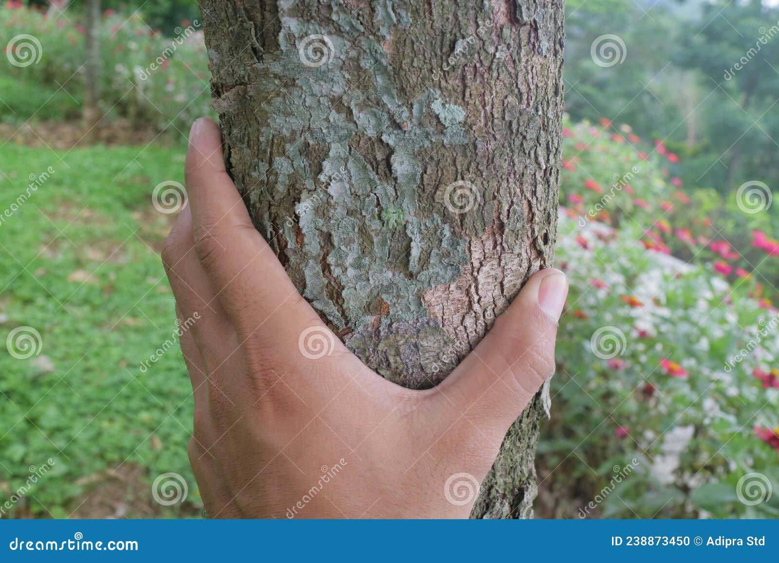 Hand holding a tree trunk stock photo. Image of green - 238873450